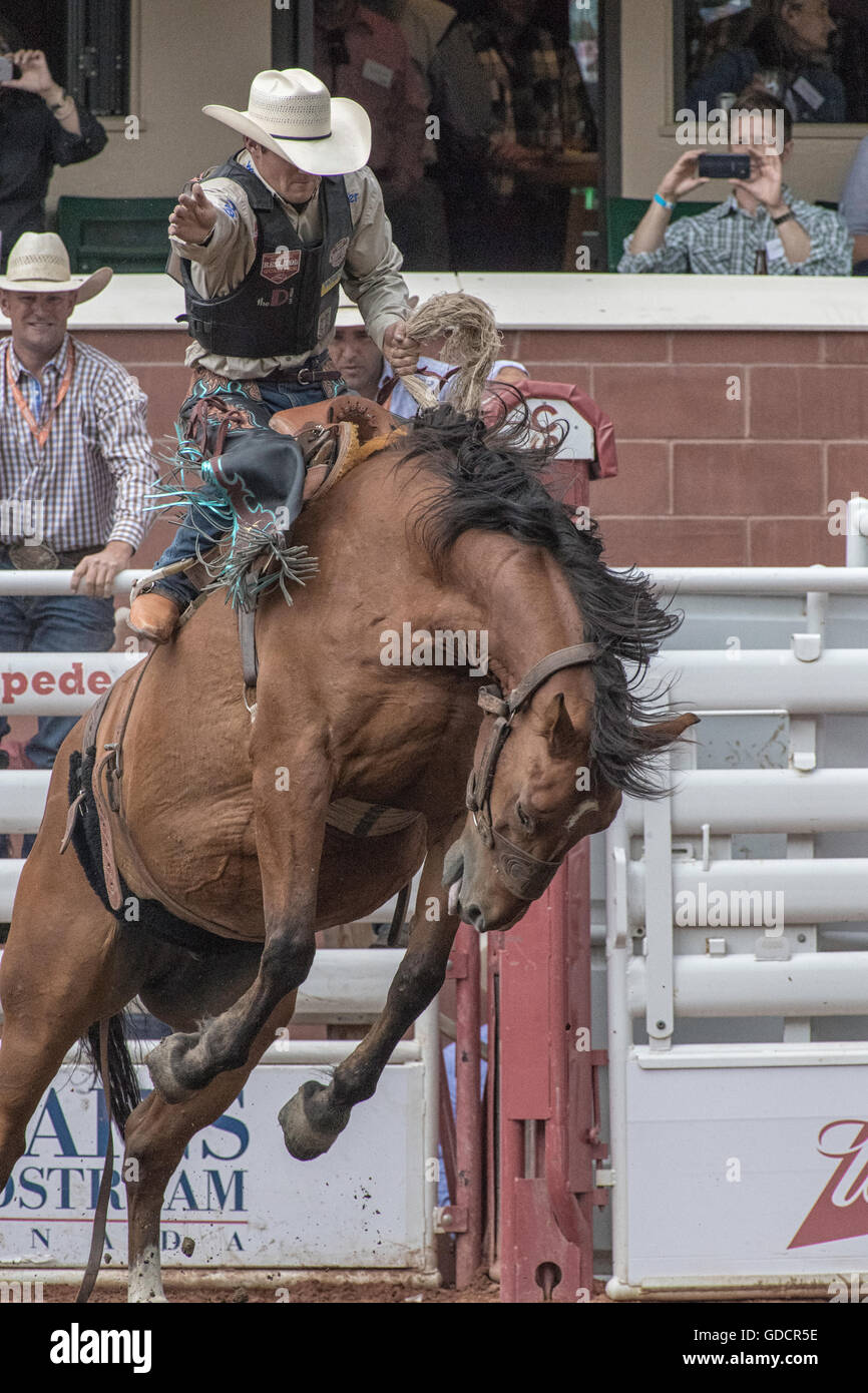 Rodeo bareback rider at the Calgary Stampede Stock Photo - Alamy