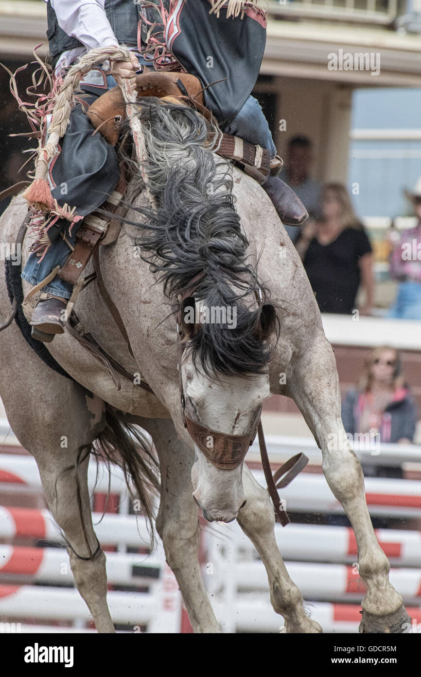 Saddle bronc rider at the Calgary Stampede Rodeo Stock Photo - Alamy