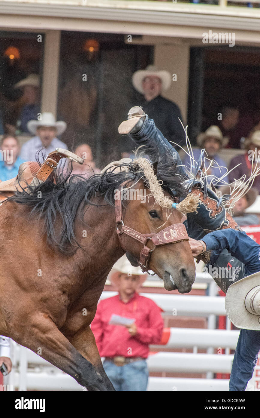Saddle bronc rider at the Calgary Stampede Rodeo Stock Photo - Alamy
