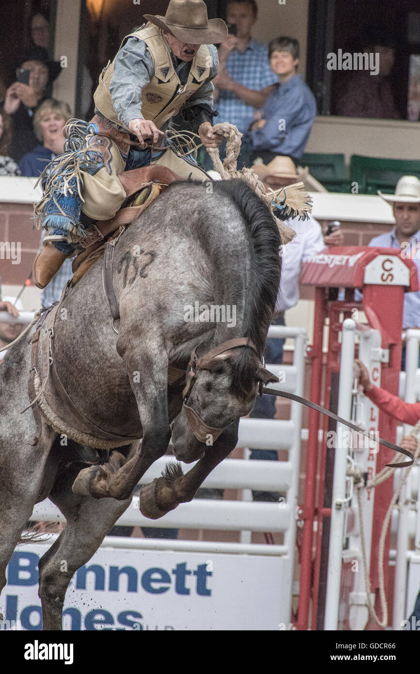Saddle bronc rider at the Calgary Stampede Rodeo Stock Photo - Alamy
