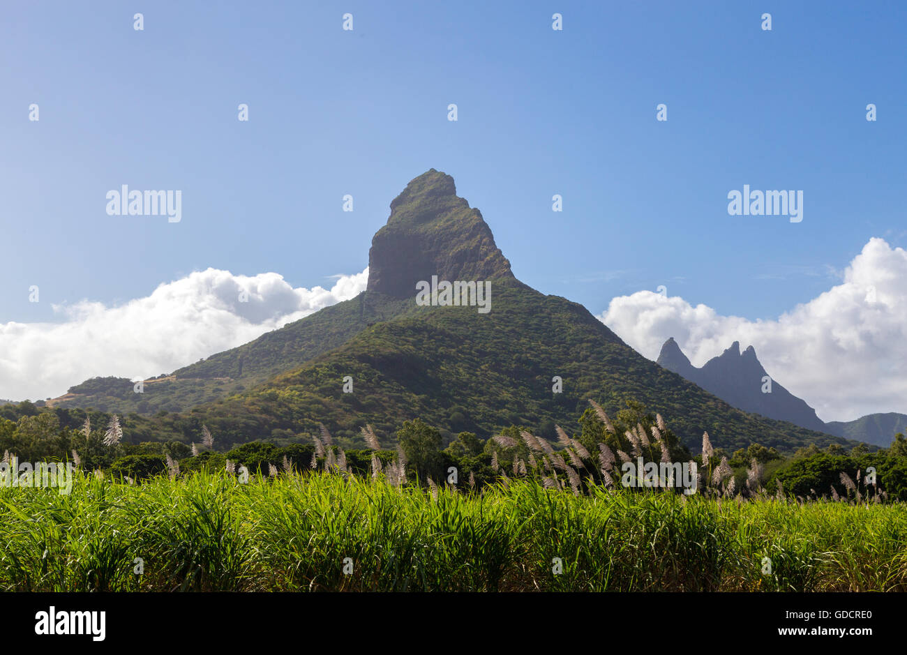 Piton de la Petite with sugarcane blossom mountain in Mauritius Stock ...
