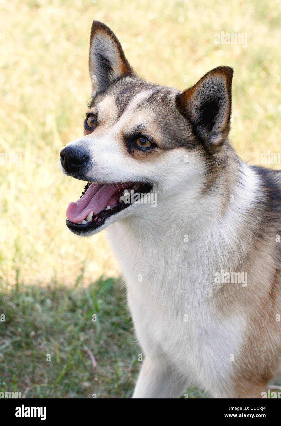 Norwegian Lundehund Climbing