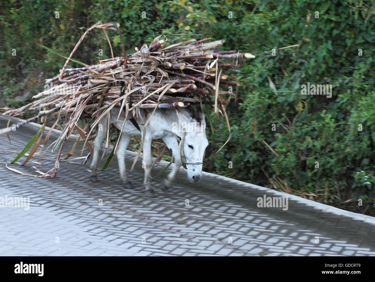 Burro peru hi-res stock photography and images - Alamy