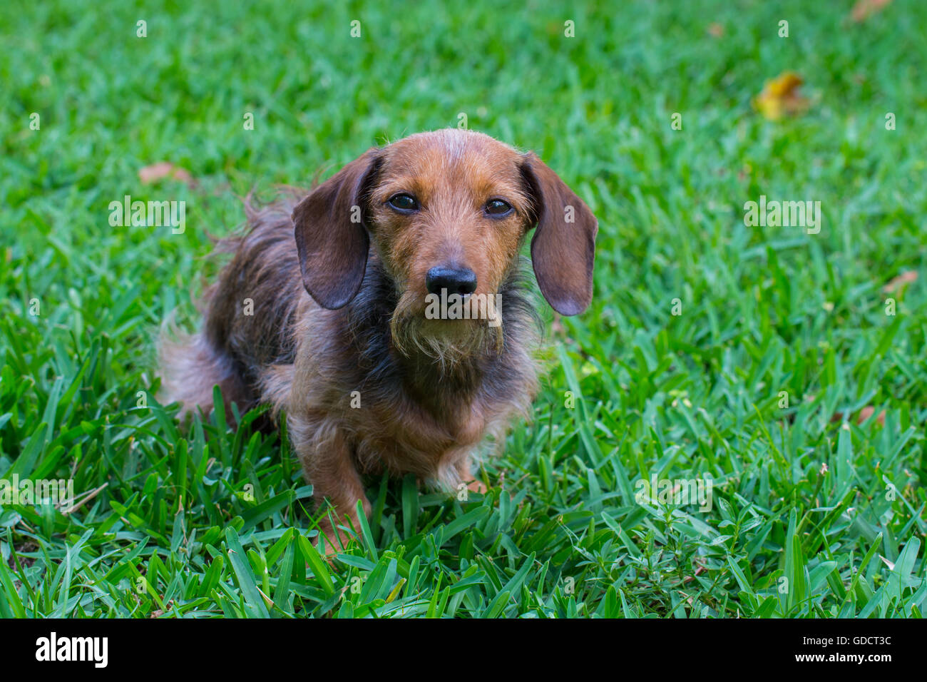 Long hair dachshund hi-res stock photography and images - Alamy