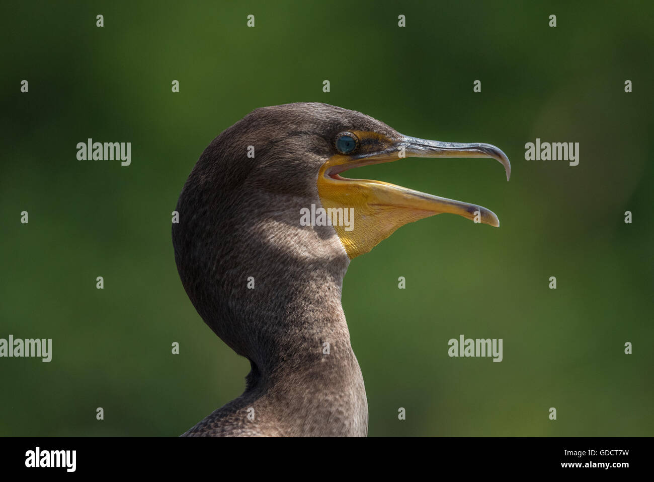 Cormorant underwater hi-res stock photography and images - Alamy
