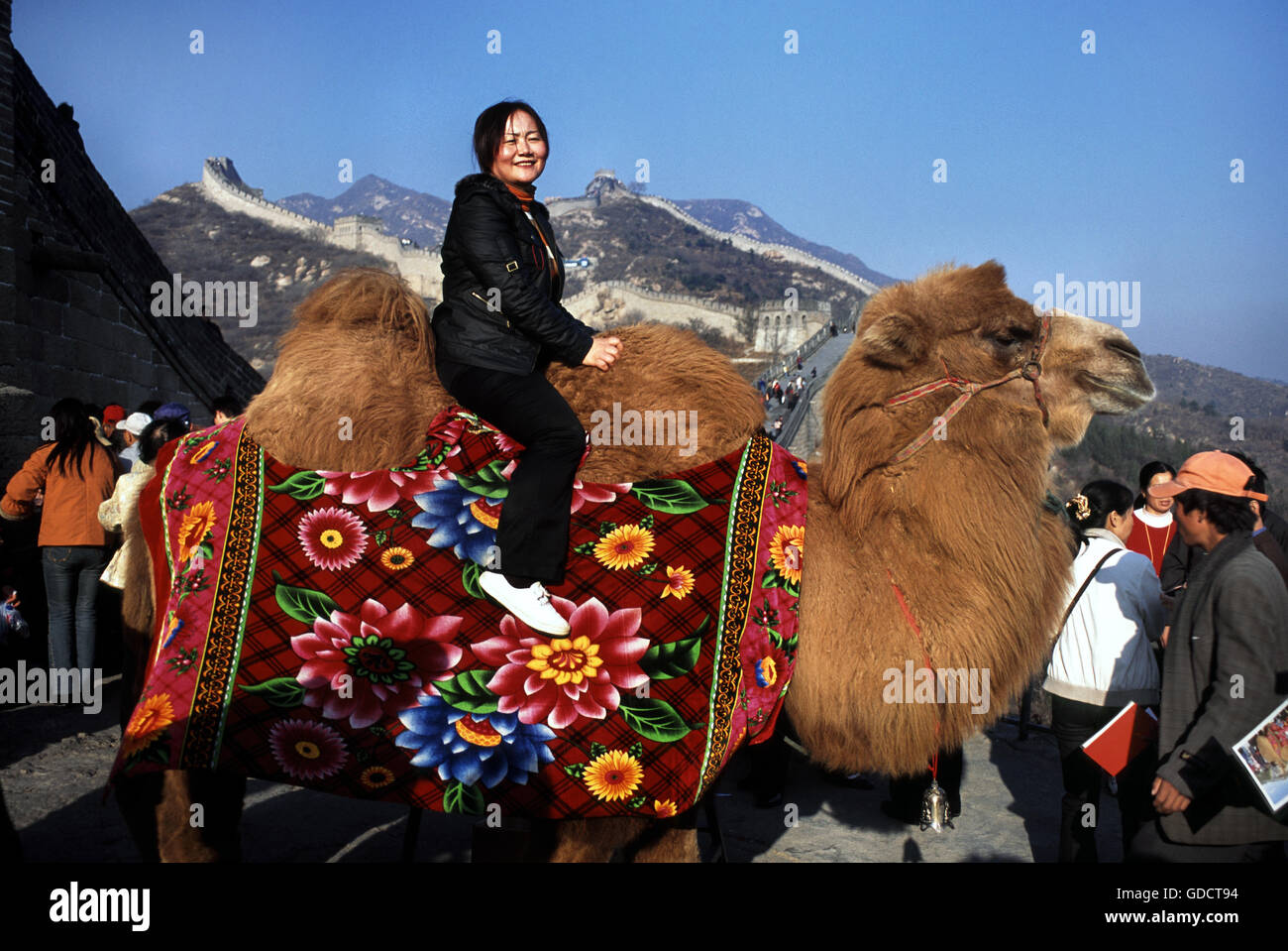 Chinese tourist riding a two-humped camel at Badaling section of the ...