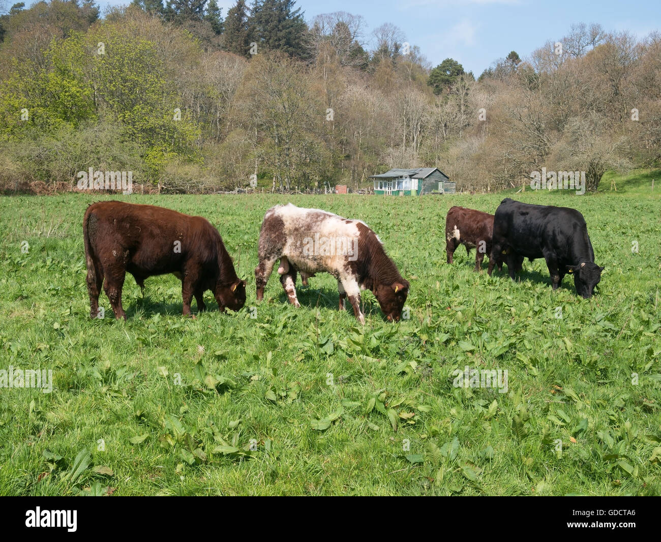 Cows and bulls in a field in Scotland Stock Photo - Alamy