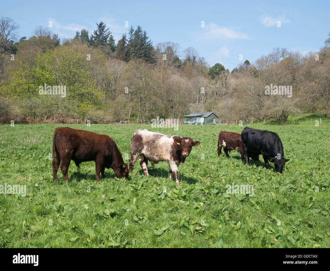 Cows and bulls in a field in Scotland Stock Photo - Alamy