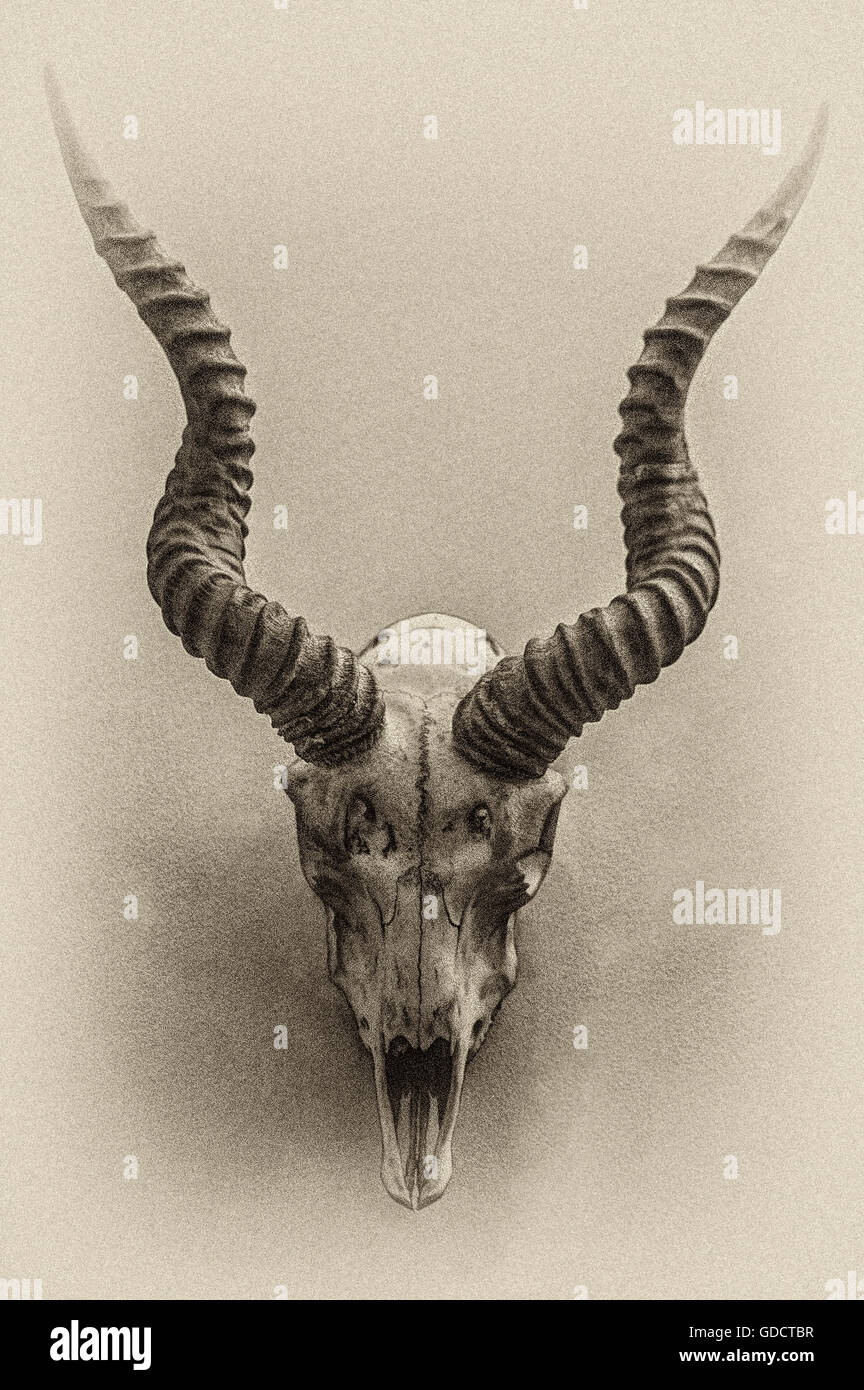 Dead antilope hi-res stock photography and images - Alamy
