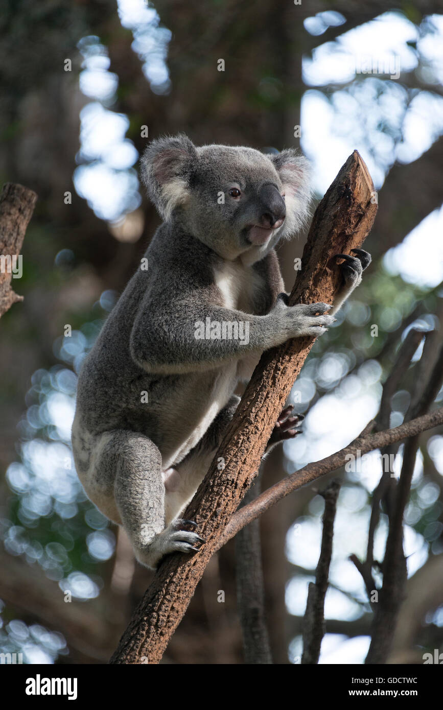 Koala at the Currumbin Wildlife Sanctuary Stock Photo - Alamy