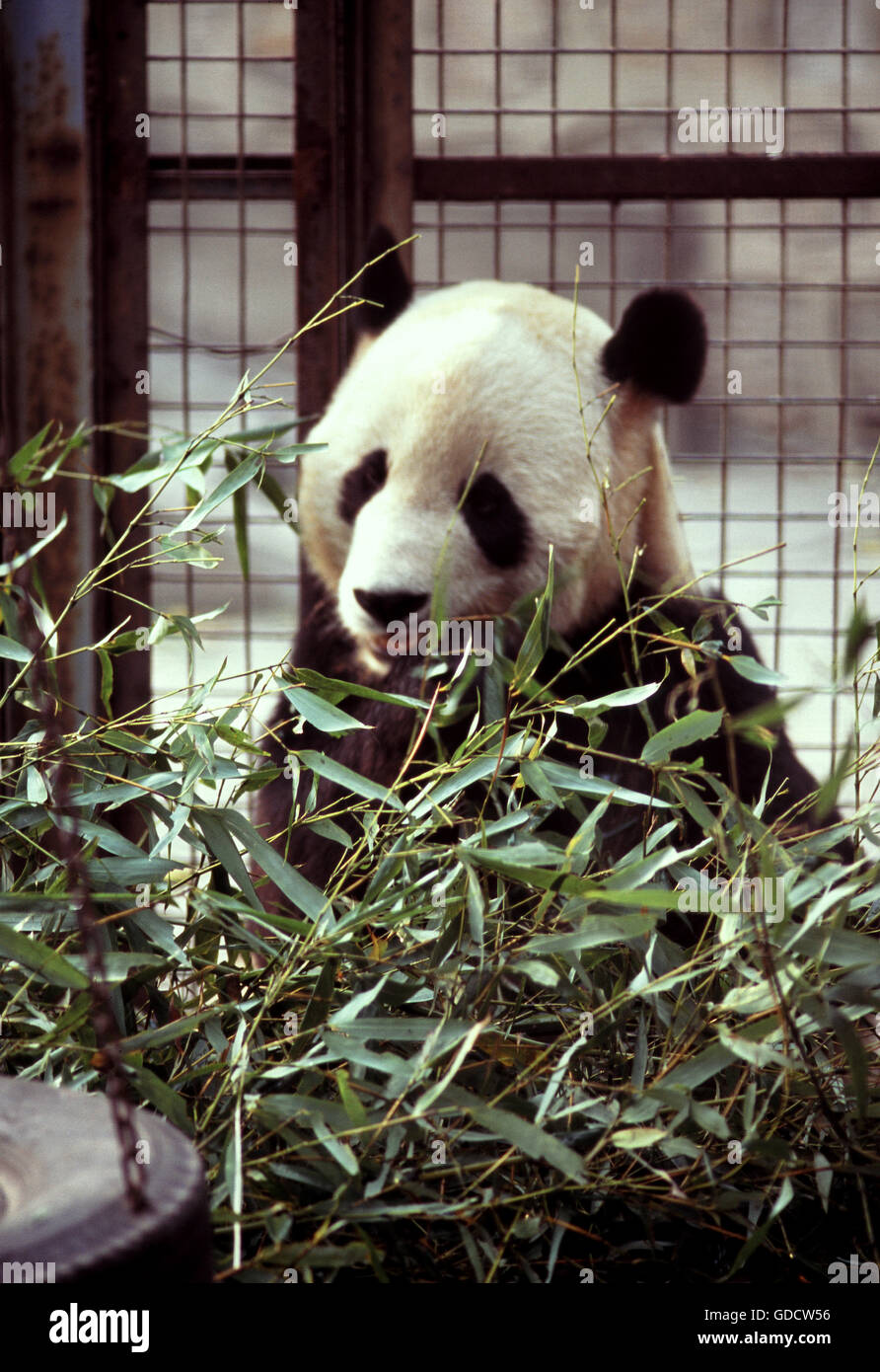 Giant panda (Ailuropoda melanoleuca) at the Beijing Zoo Stock Photo - Alamy