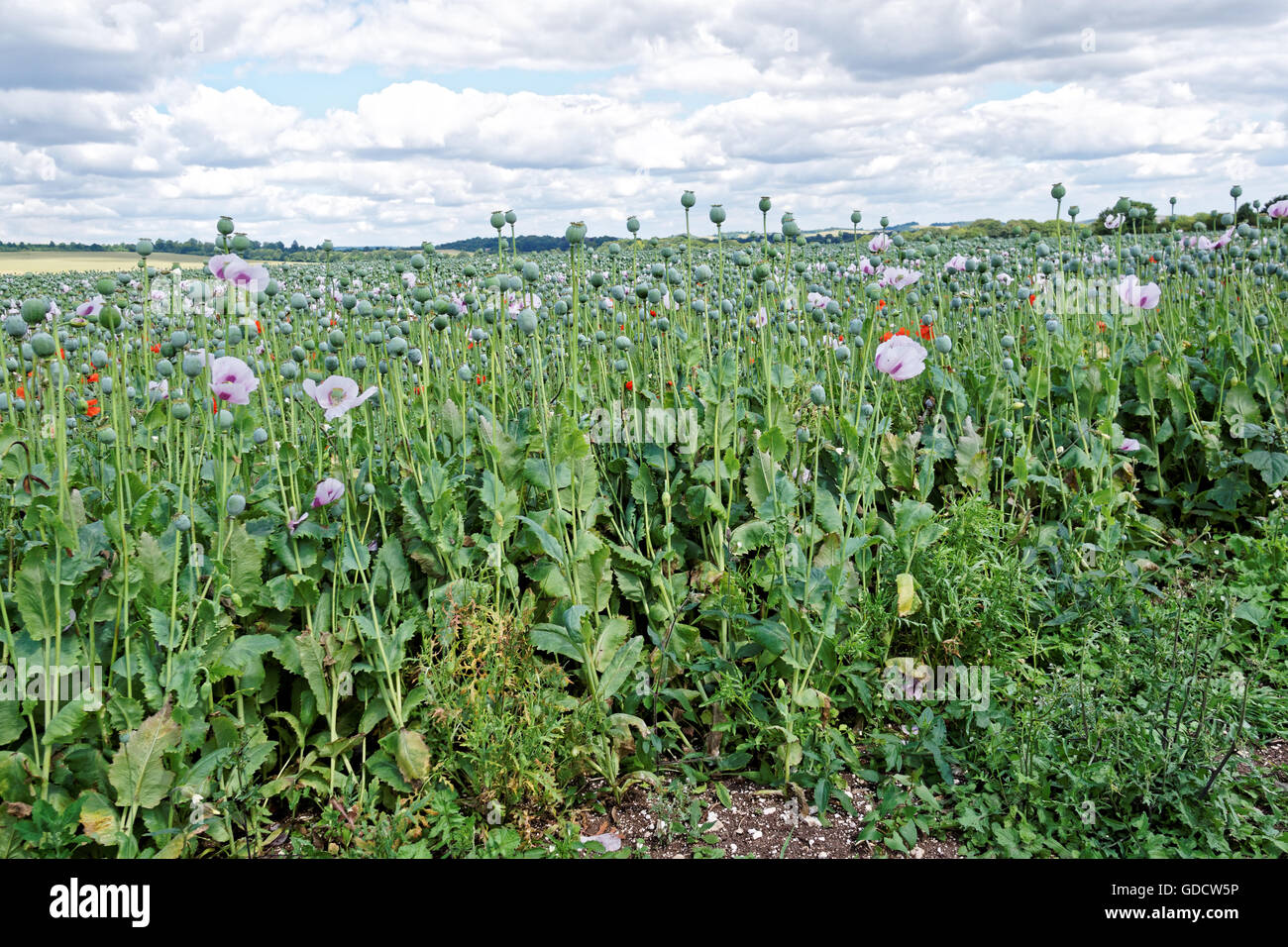 field of Papaver Somniferum poppies grown for medicinal purposes Stock ...