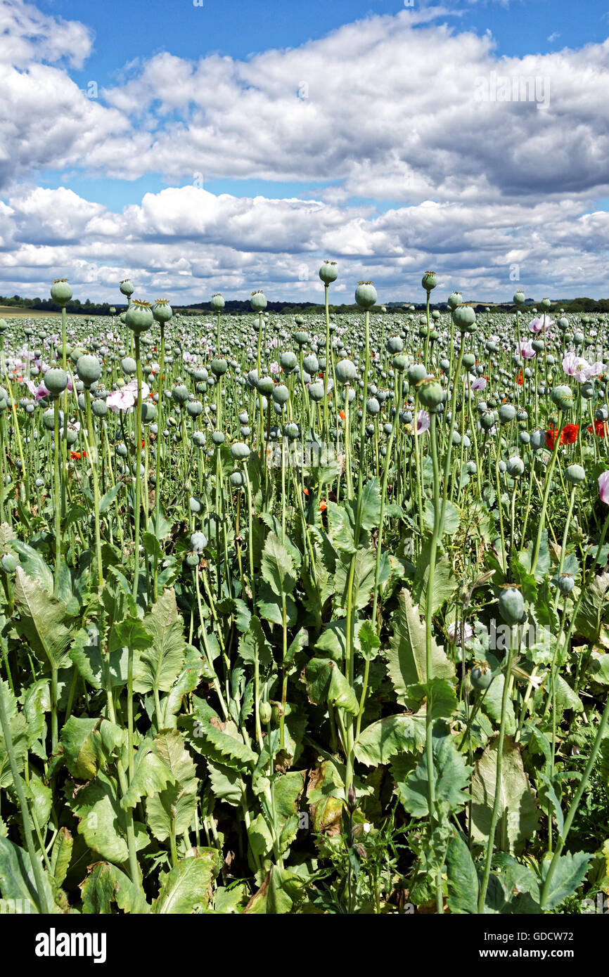 field of Papaver Somniferum poppies grown for medicinal purposes Stock ...