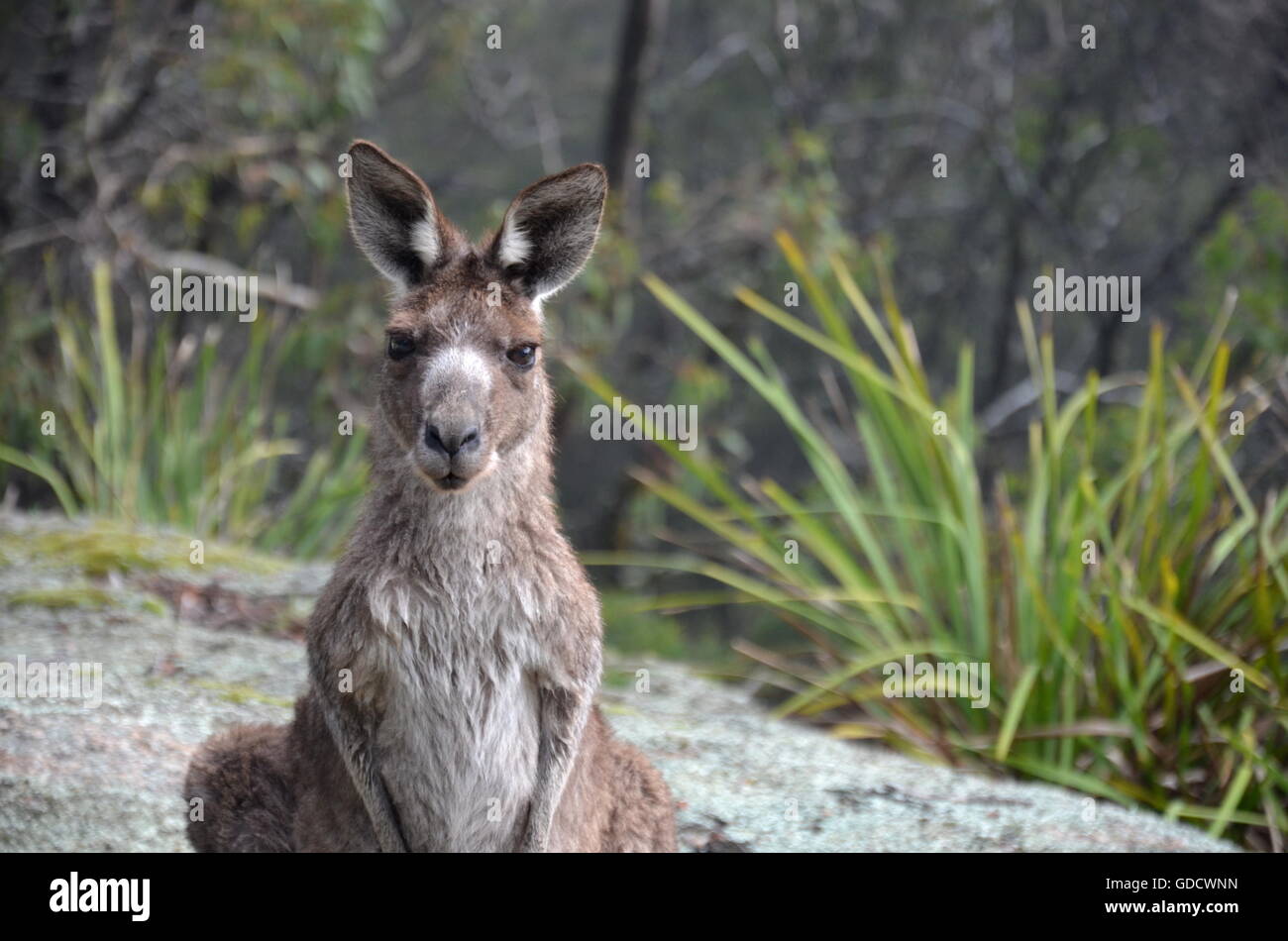 Skippy the bush kangaroo hi-res stock photography and images - Alamy