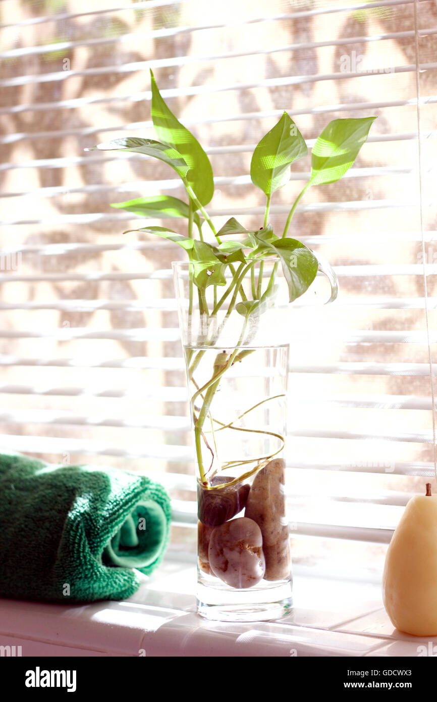 Houseplant on a sunny windowsill Stock Photo - Alamy