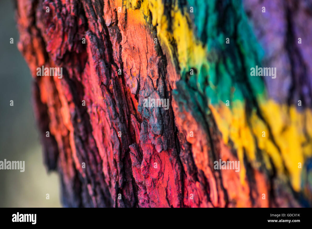 Colored bark hi-res stock photography and images - Alamy