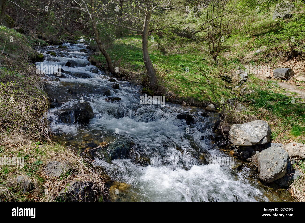 Beautiful motion blurred water stream landscape in the green forest ...