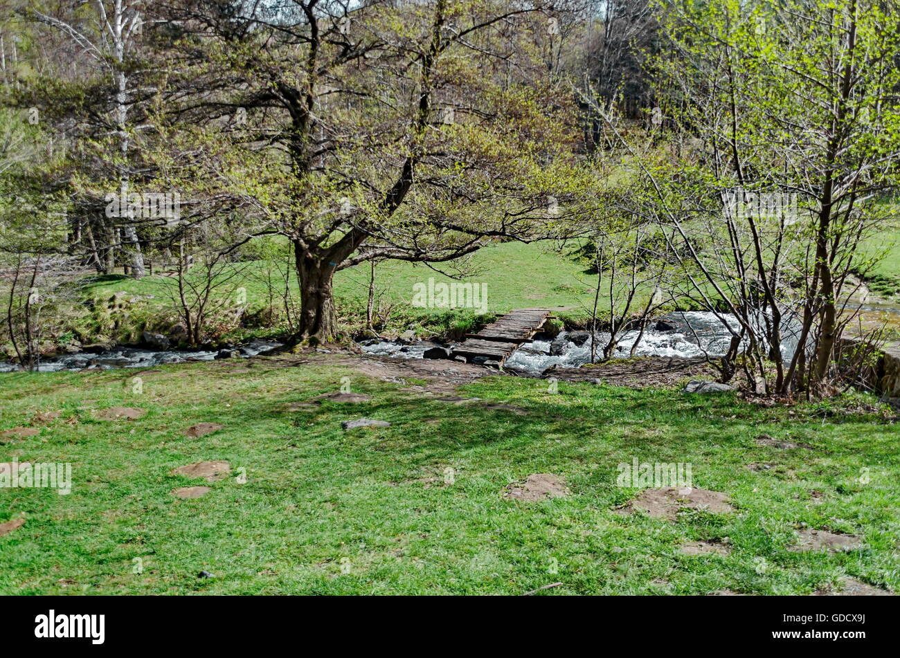 Beautiful motion blurred water stream landscape in the green forest ...
