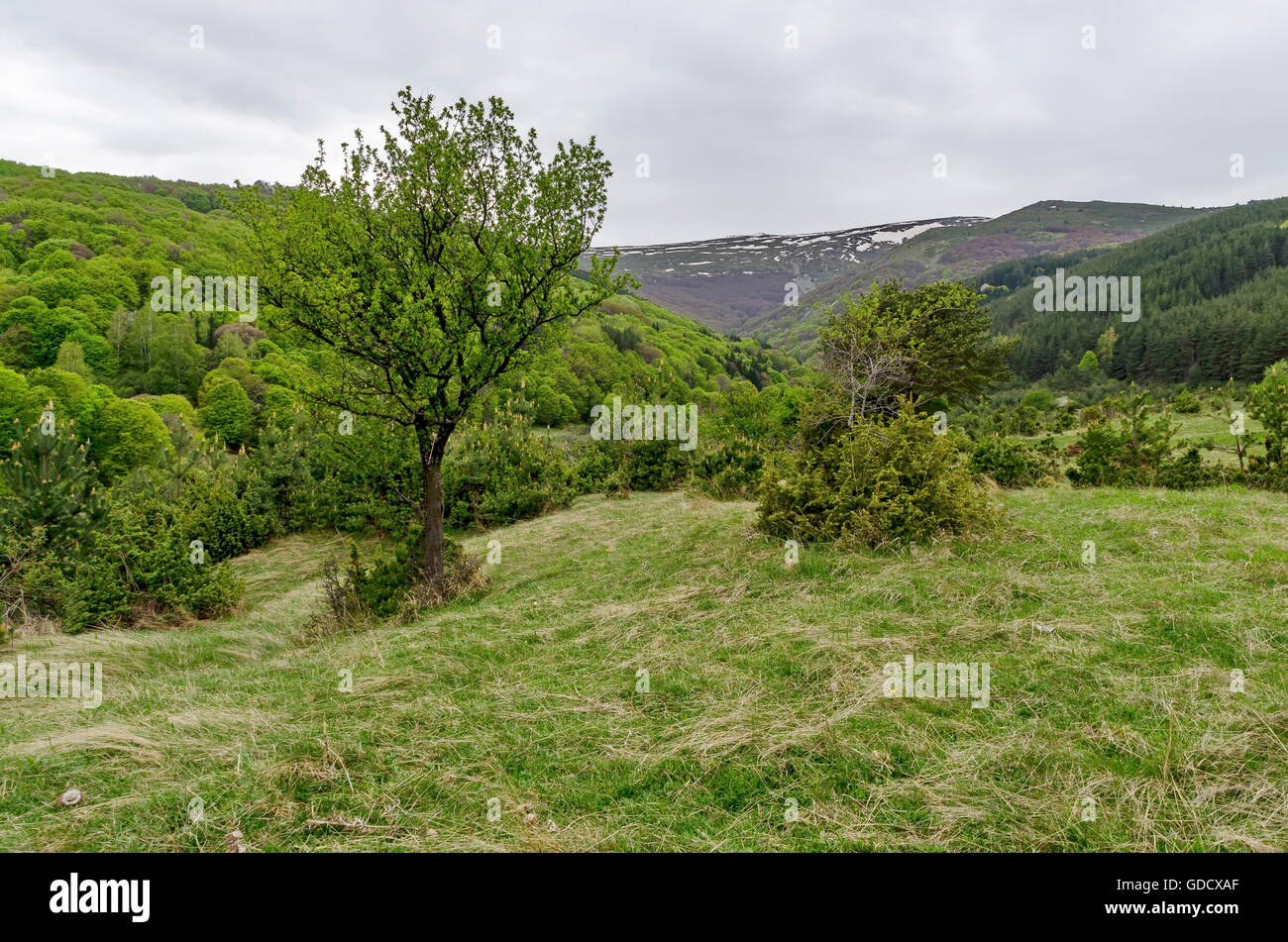 Panorama of glade and green forest, Vitosha mountain, Bulgaria Stock ...
