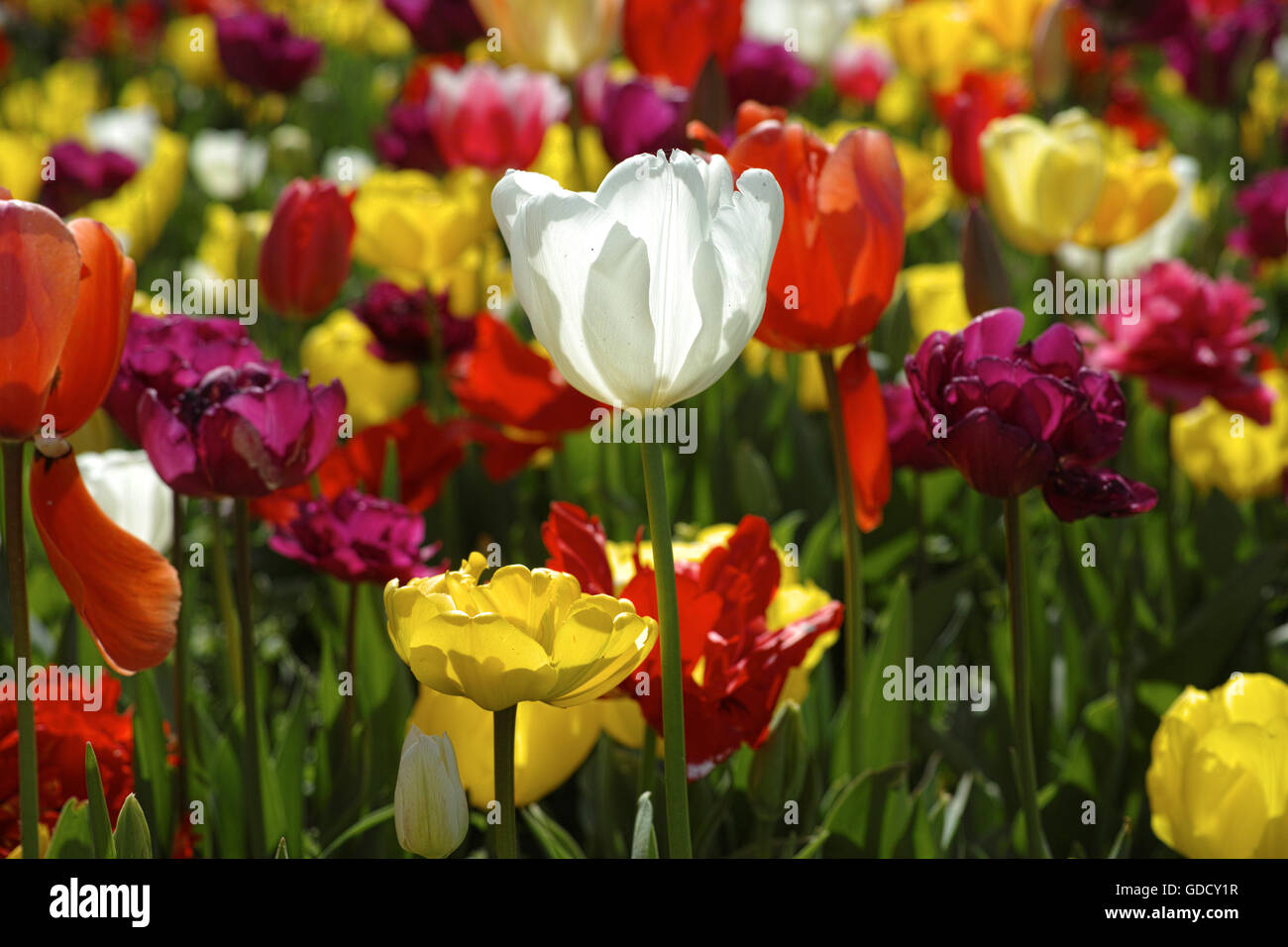 Colourful Tulip Flowers Stock Photo - Alamy