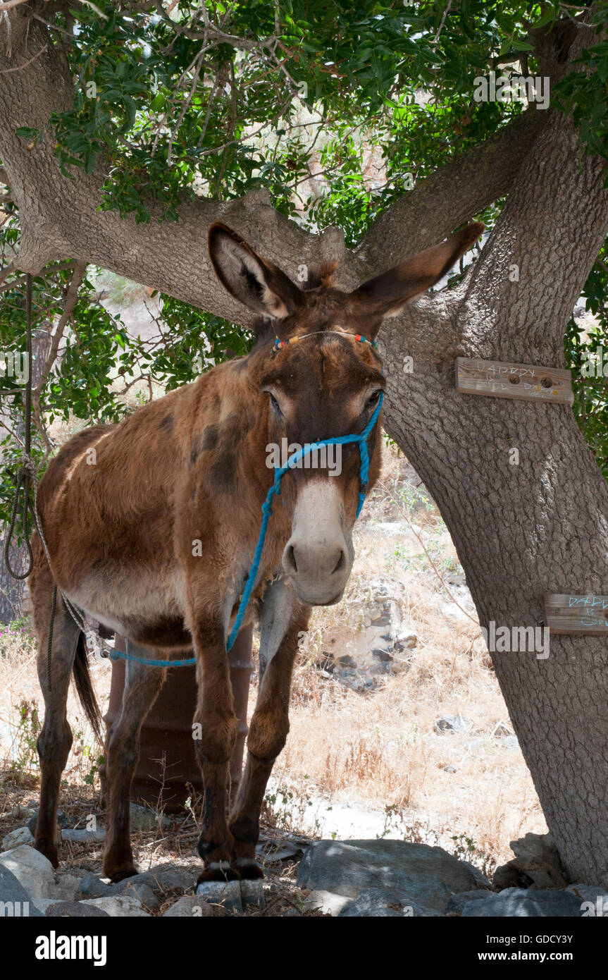 Greek donkey standing in shade of tree, Vothonas, Santorini Stock Photo ...