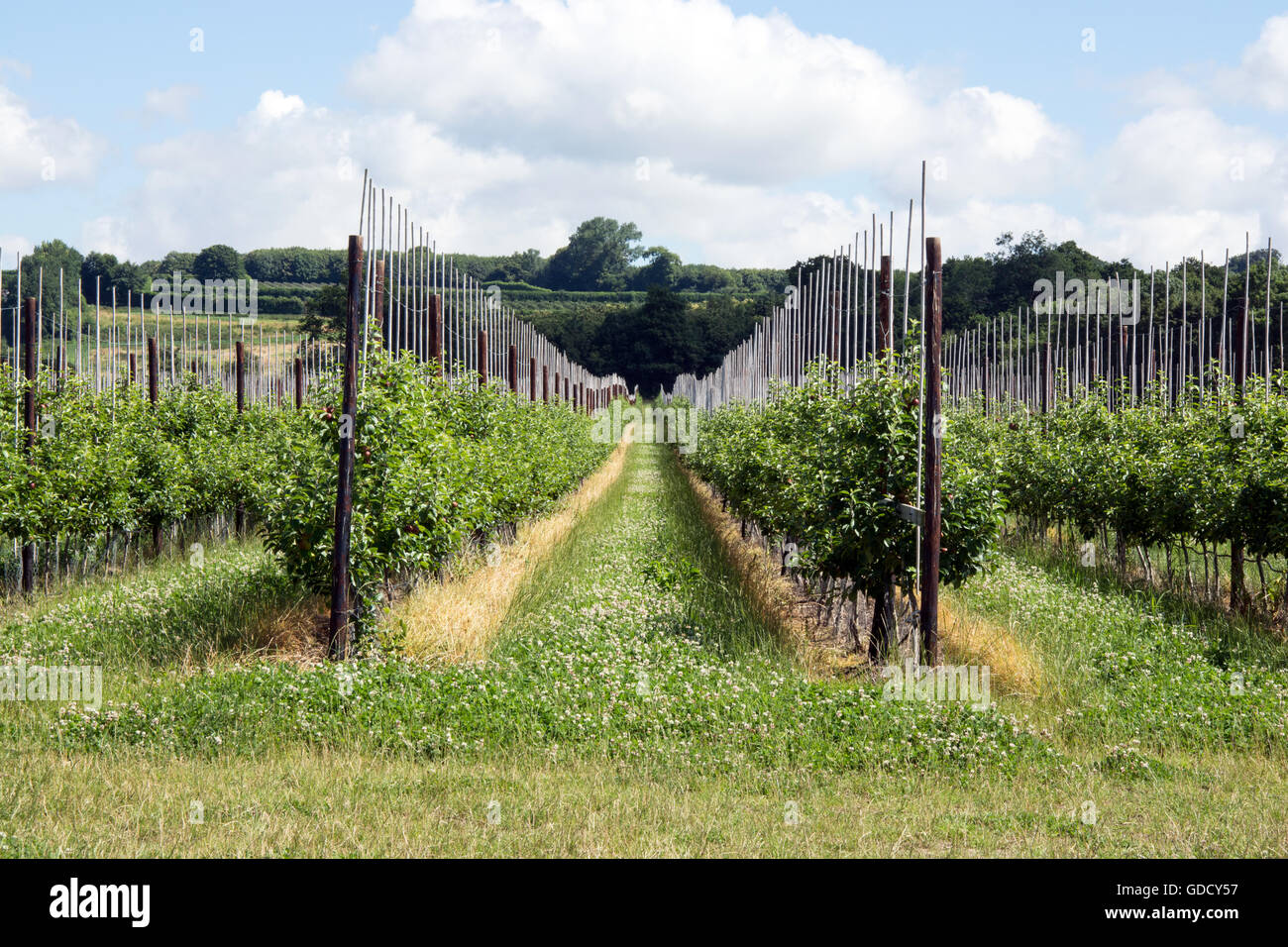 Rows of apple trees in a Kent orchard Stock Photo - Alamy