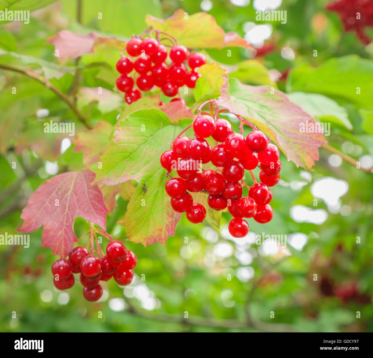 Bunches of red viburnum on the bush Stock Photo - Alamy