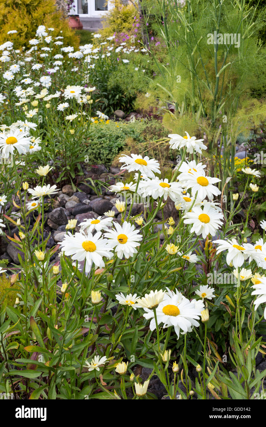 Daisy growing in the wild hi-res stock photography and images - Alamy