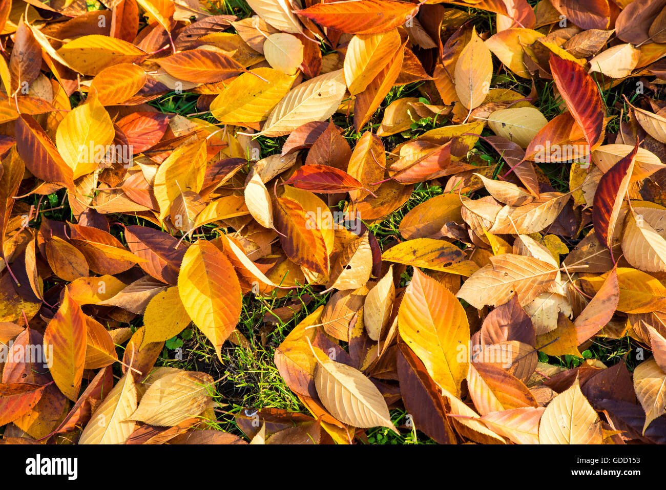 Nice colourful leaves on the ground in the autumn Stock Photo - Alamy