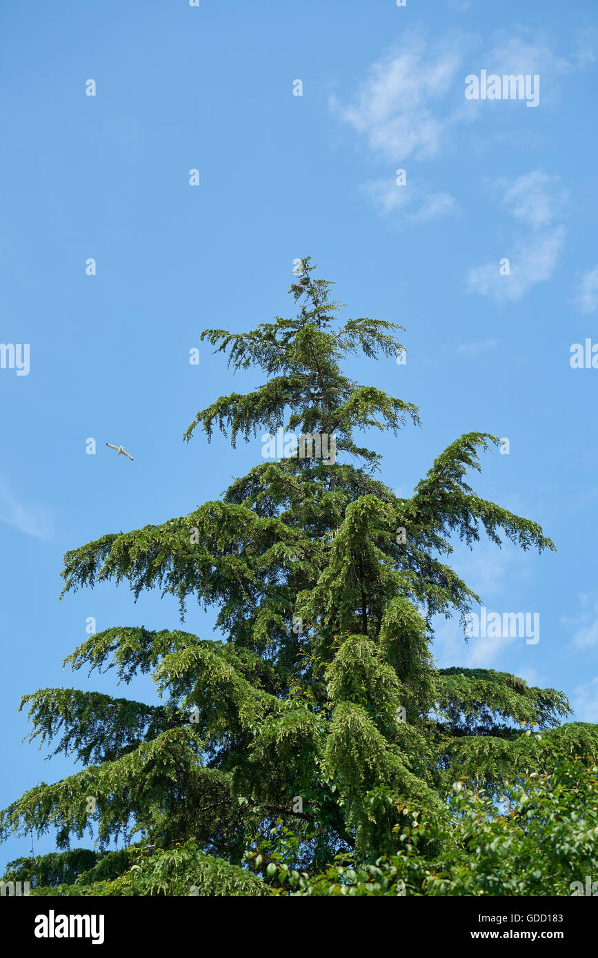 Sony alpha 7r ii hi-res stock photography and images - Alamy