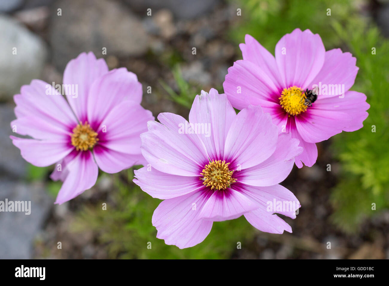 Mexican aster cosmos bipinnatus hi-res stock photography and images - Alamy