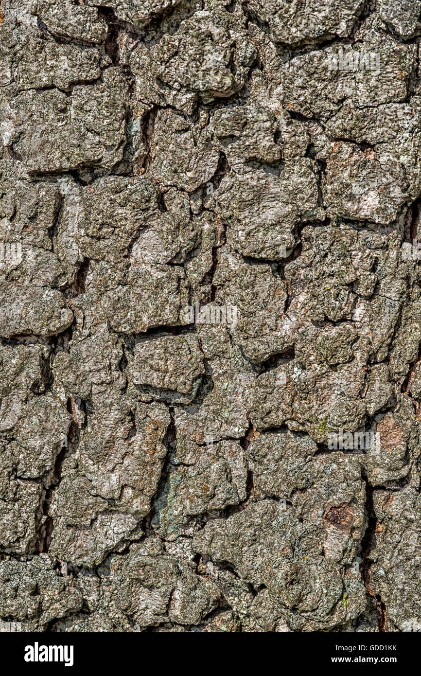 Rough patterns, shadows and texture of the cracks and crevices bark on ...