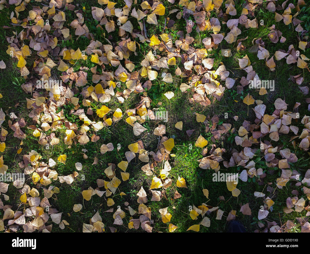 Background with ground covered in autumn leaves Stock Photo - Alamy