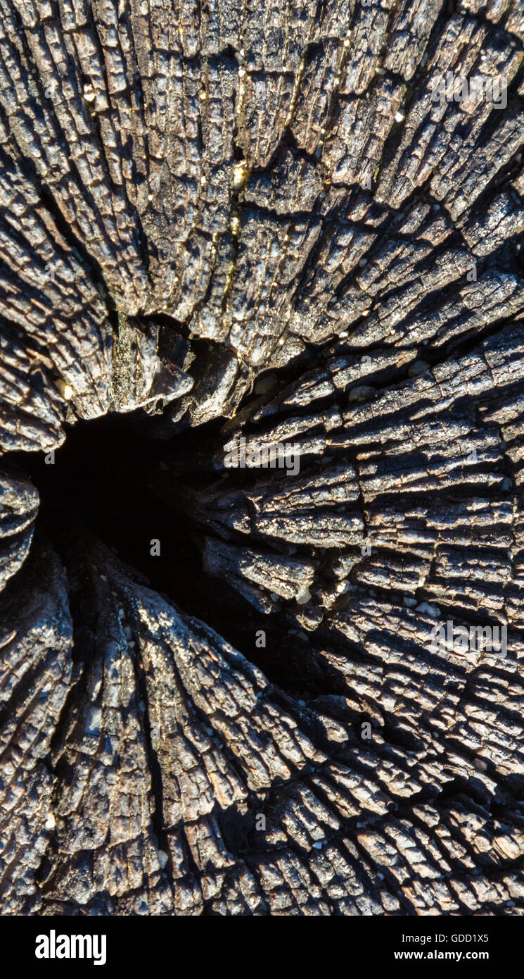 Background with cracks of a dry trunk Stock Photo - Alamy