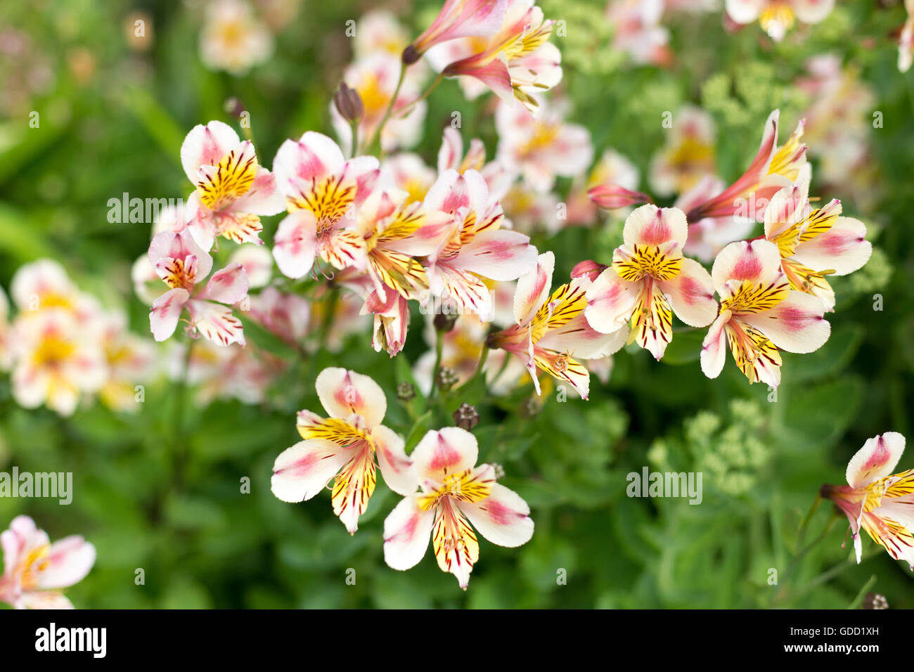 Alstroemeria ligtu hi-res stock photography and images - Alamy