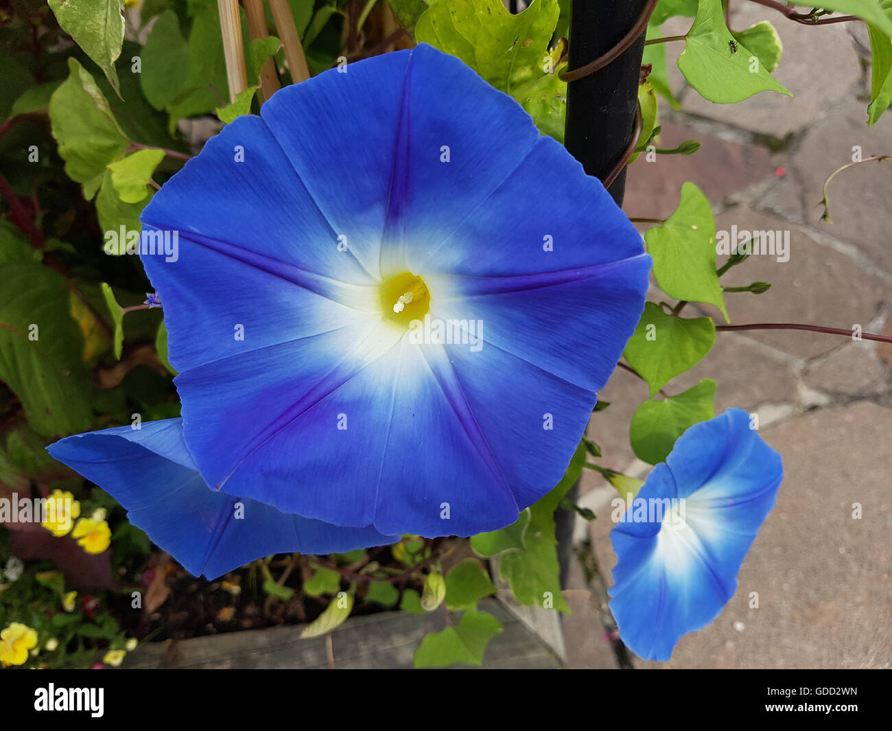 Morning Glory Ipomoea Tricolor Heavenly Blue High Resolution Stock ...