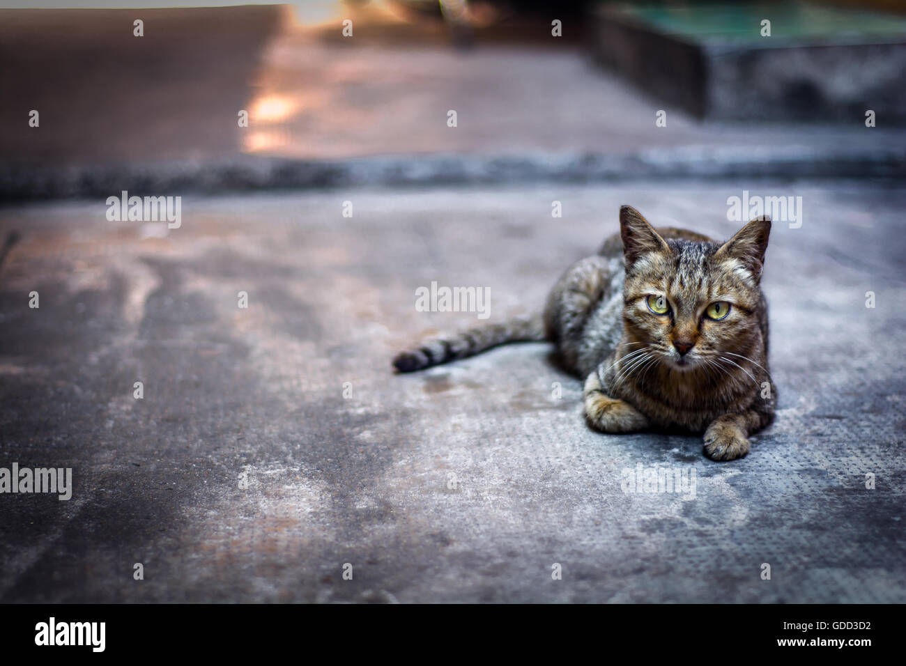 Tabby cat staring into the camera Stock Photo - Alamy