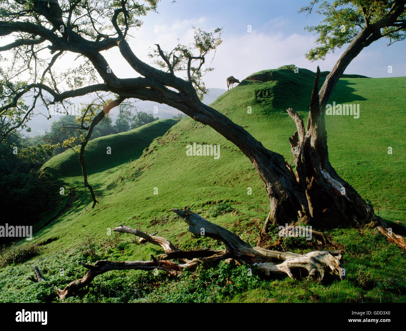 Upper rampart & rock-cut ditch at SE entrance of Cadbury Castle Iron ...