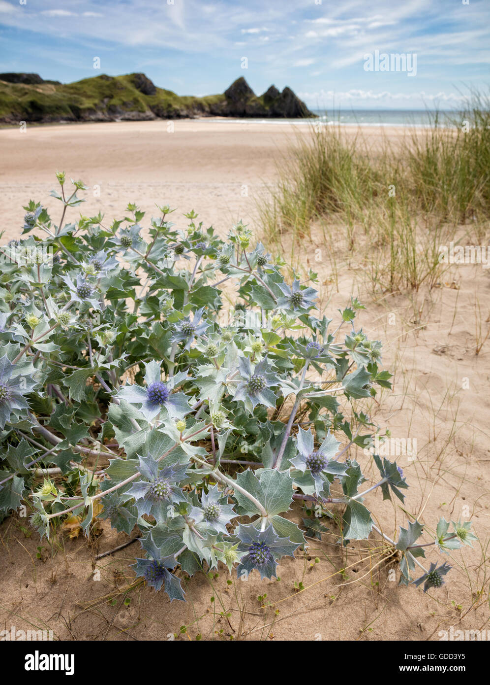 Bay Leaves Flowers High Resolution Stock Photography and Images - Alamy