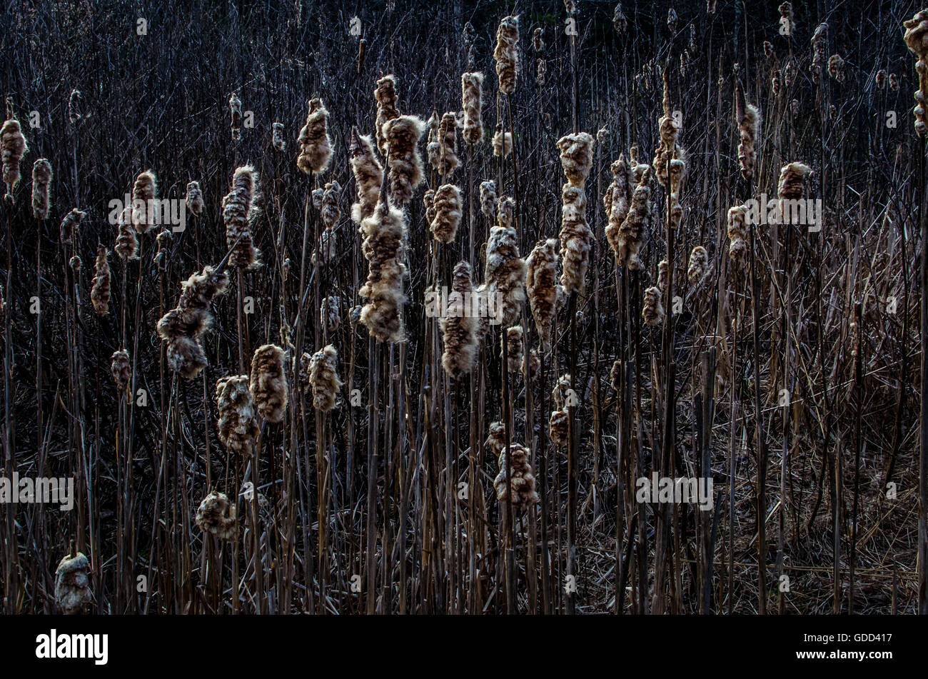 Cat o nine tails are beautiful in the fall and winter months hi-res ...