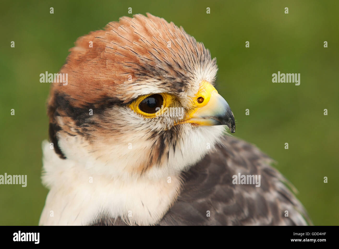 photo portrait of a Lanner Falcon Stock Photo - Alamy