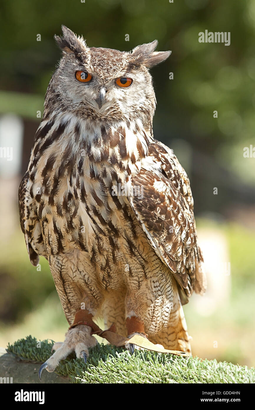Owl study hi-res stock photography and images - Alamy