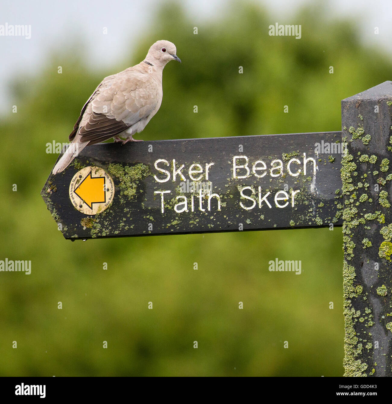 Kenfig burrows hi-res stock photography and images - Alamy