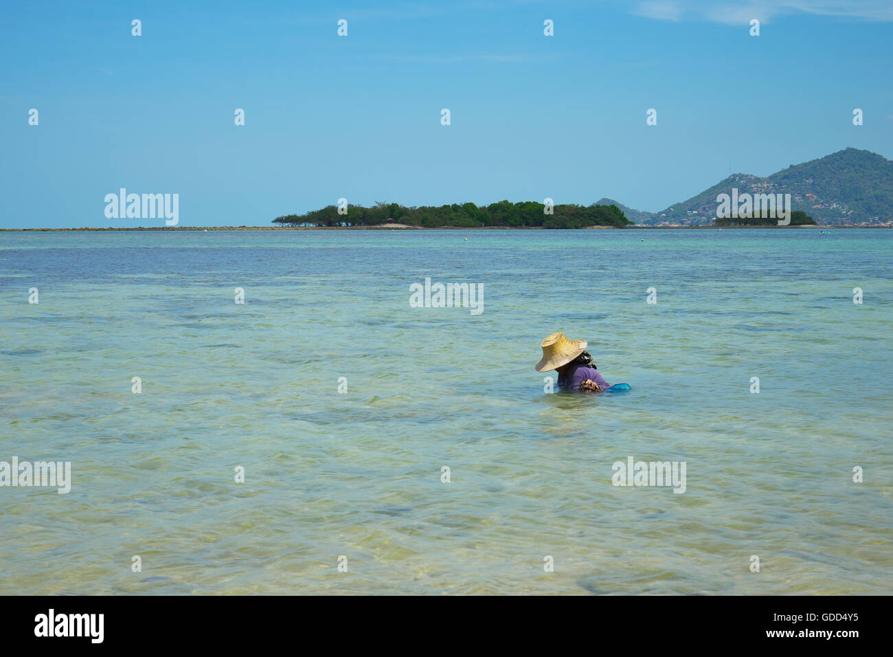Cockle fishing at Chaweng beach, Koh Samui Stock Photo - Alamy