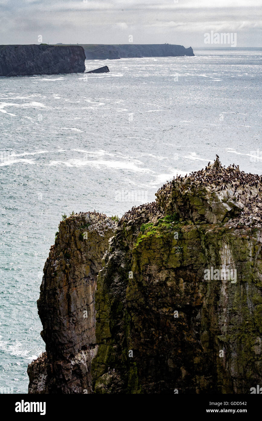 Elegug Stacks are dramatic pinnacles of limestone - home to colonies of ...
