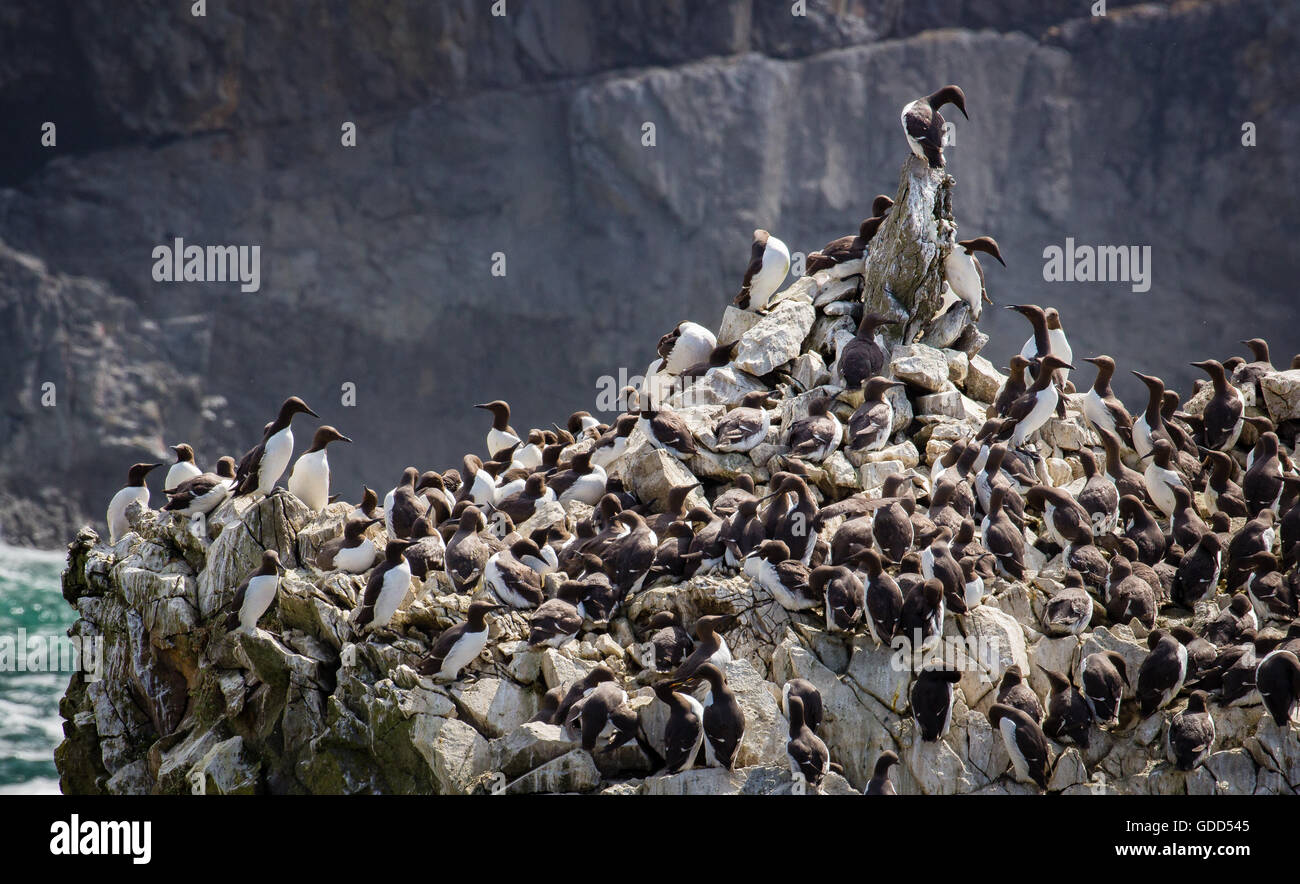 Elegug Stacks are dramatic pinnacles of limestone - home to colonies of ...