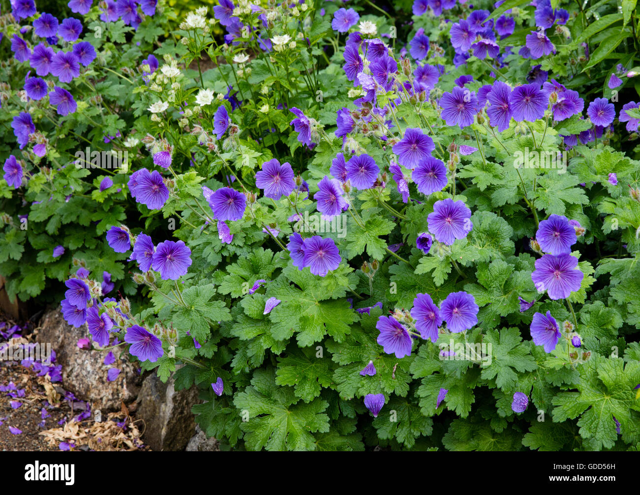 Geranium ' Johnson's Blue ' at the front of an herbaceous border of an ...