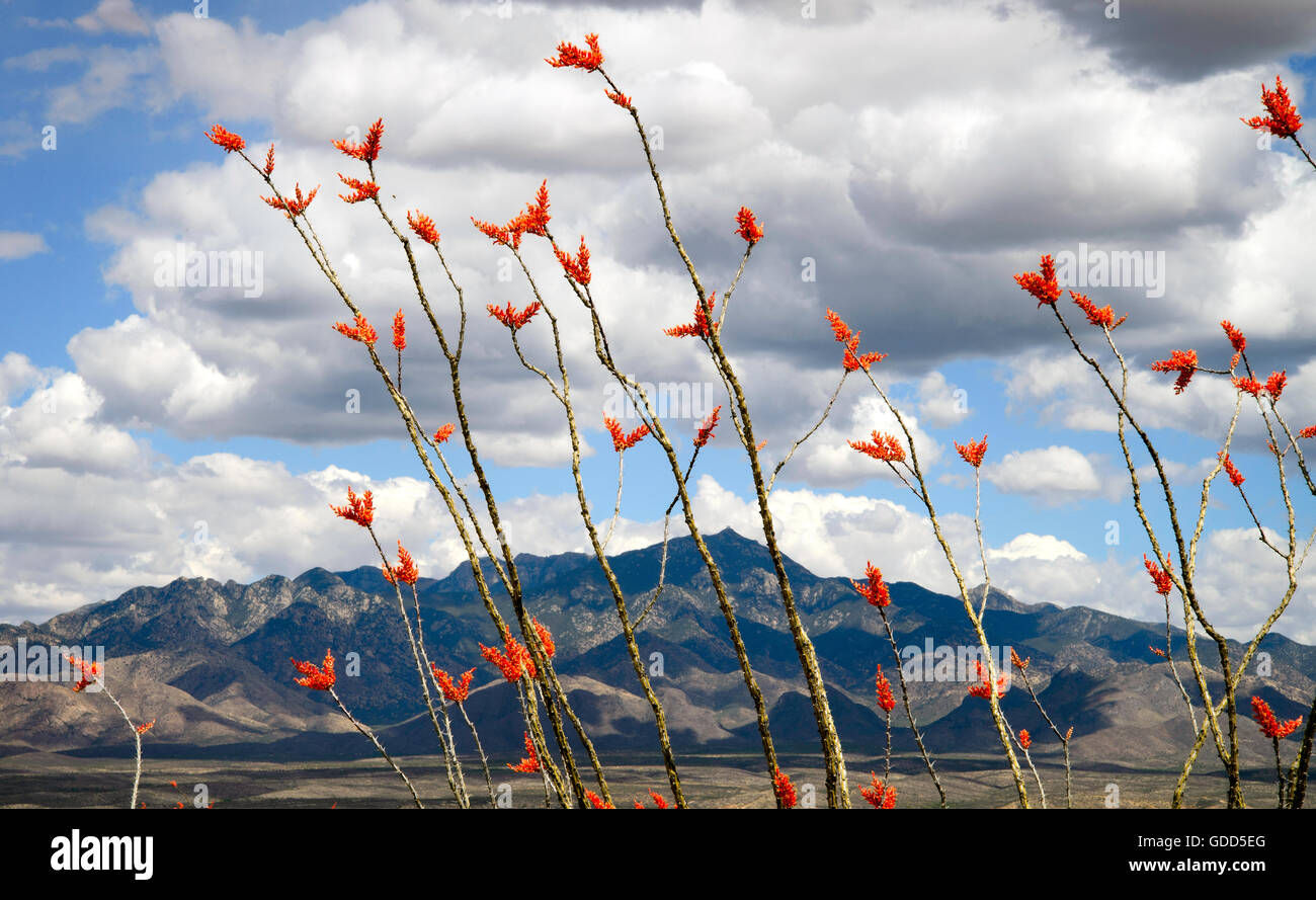 The Santa Rita Mountains are seen through ocotillo, (Fouquieria ...