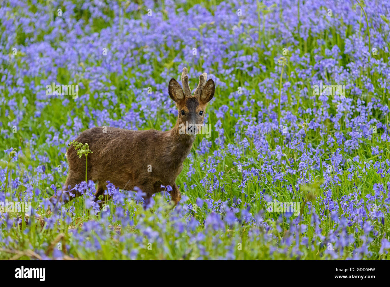 Roe deer in bluebells, Dumfries & Galloway, Scotland Stock Photo - Alamy