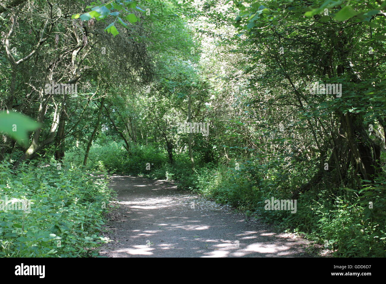 Ambion woods hi-res stock photography and images - Alamy